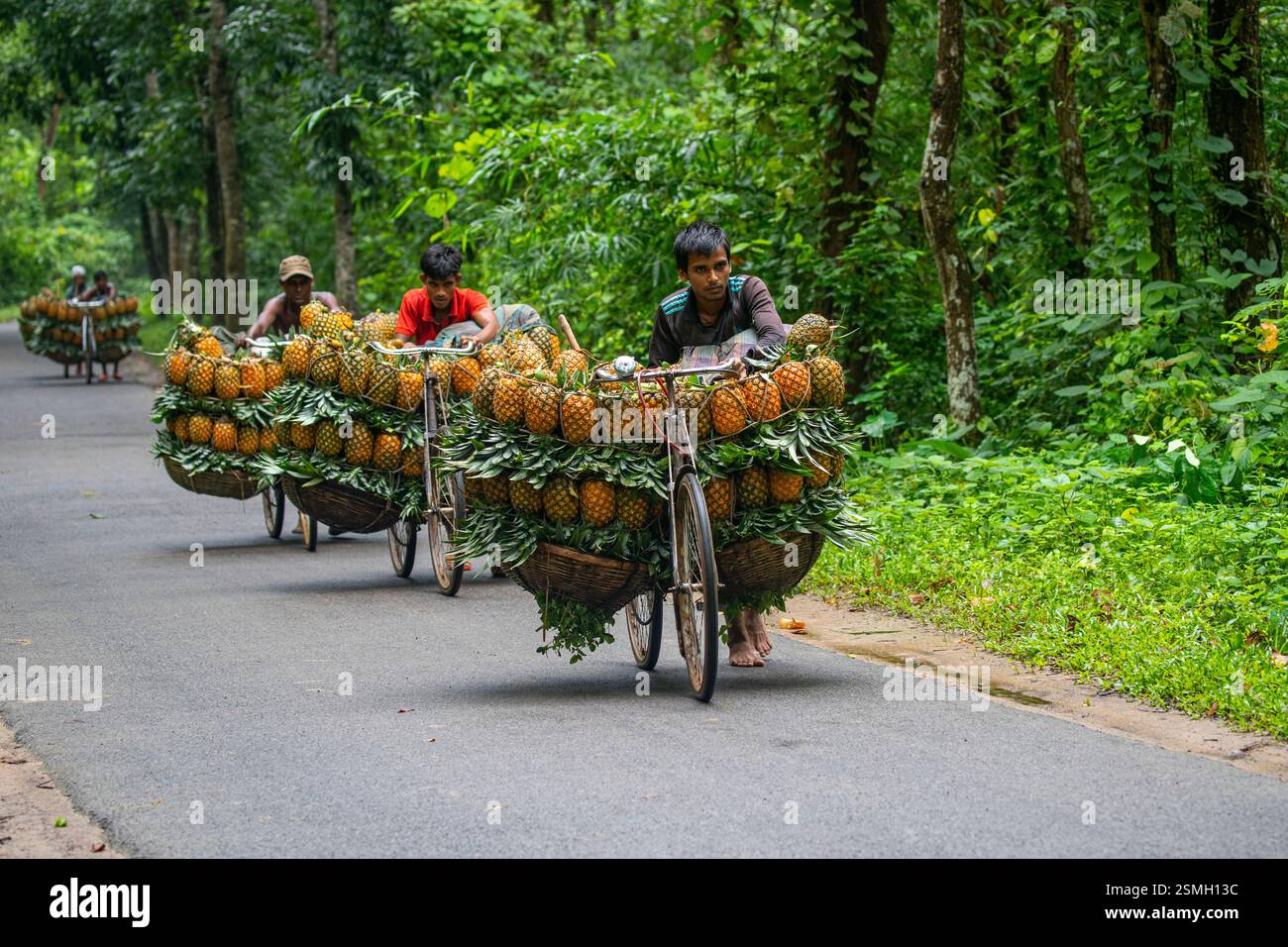 Farmers transport freshly harvested pineapples on bicycles to the ...