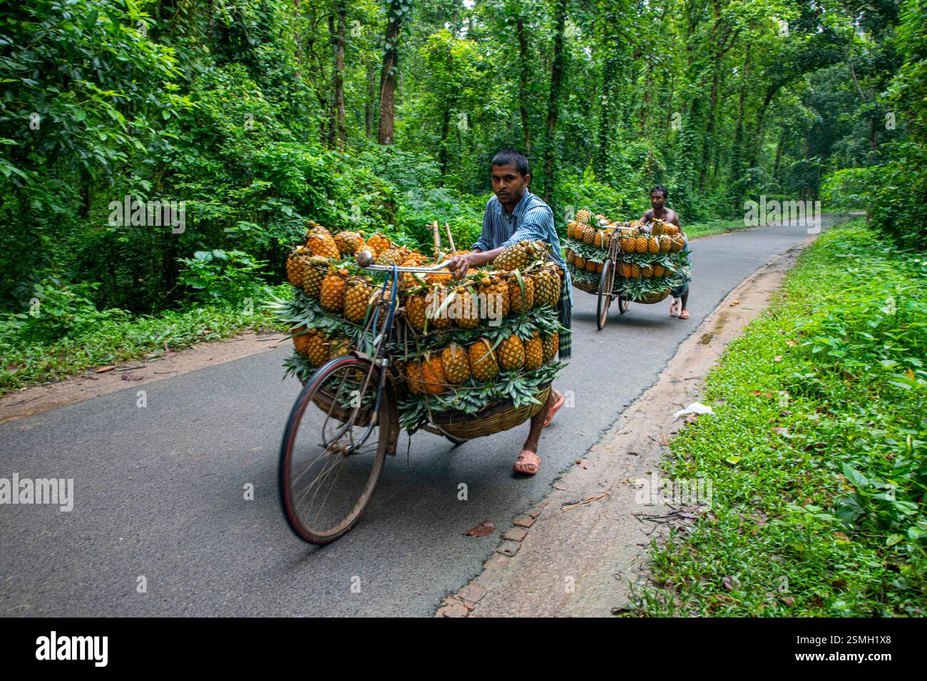 Farmers transport freshly harvested pineapples on bicycles to the ...