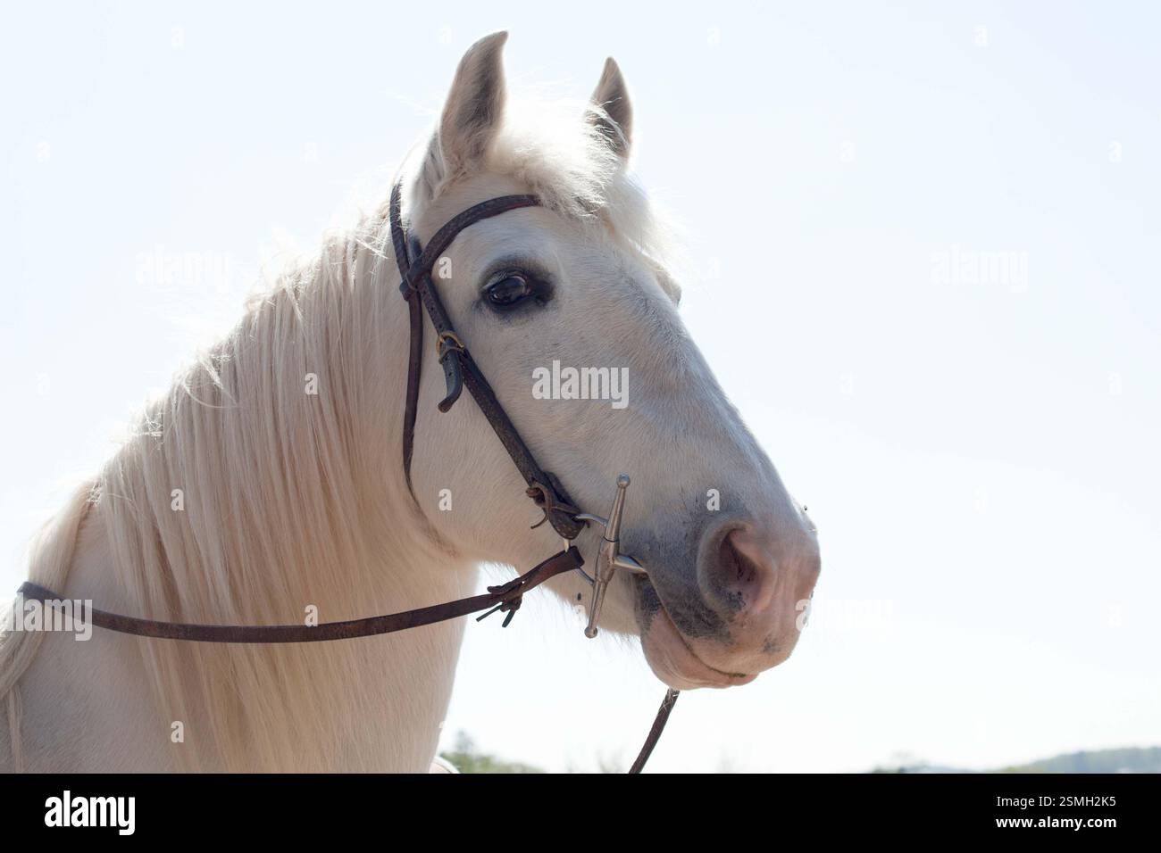 Horse with bridle - bridle with bit, snaffle bit, gag bit Stock Photo ...