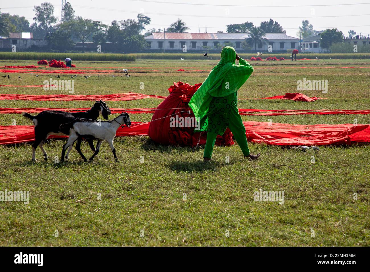 A woman returns home with her goats after grazing them in the field ...