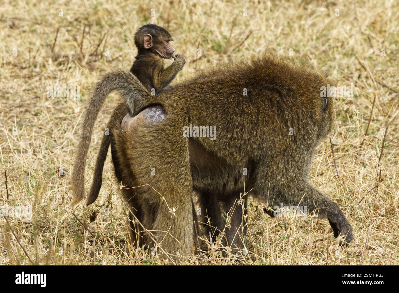 An adult Olive Baboon (Papio anubis) with a baby riding on its back in ...