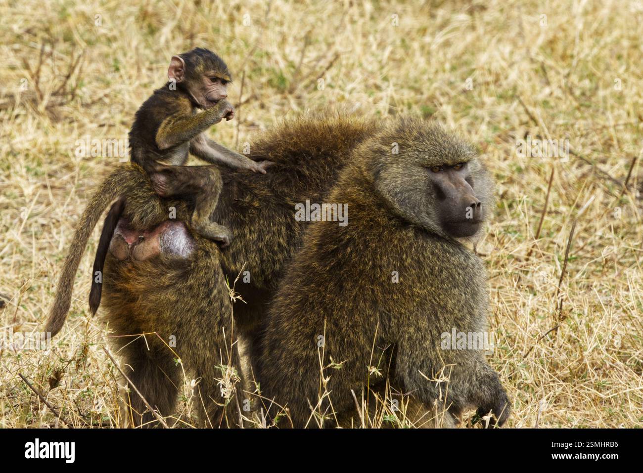 An adult Olive Baboon (Papio anubis) with a baby riding on its back in ...