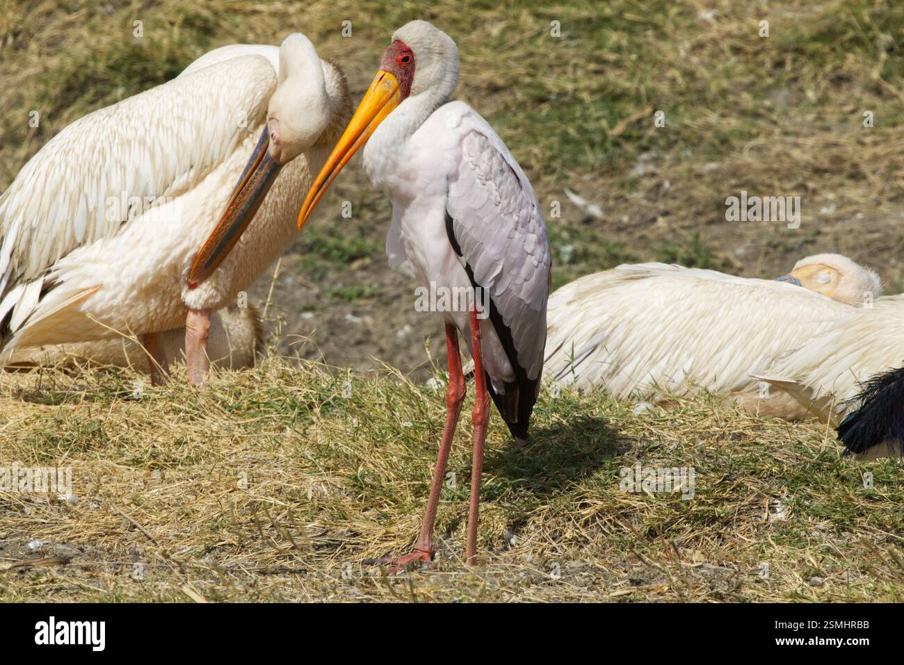 A Yellow-billed Stork (Mycteria ibis) photographed in the Ngorongoro ...