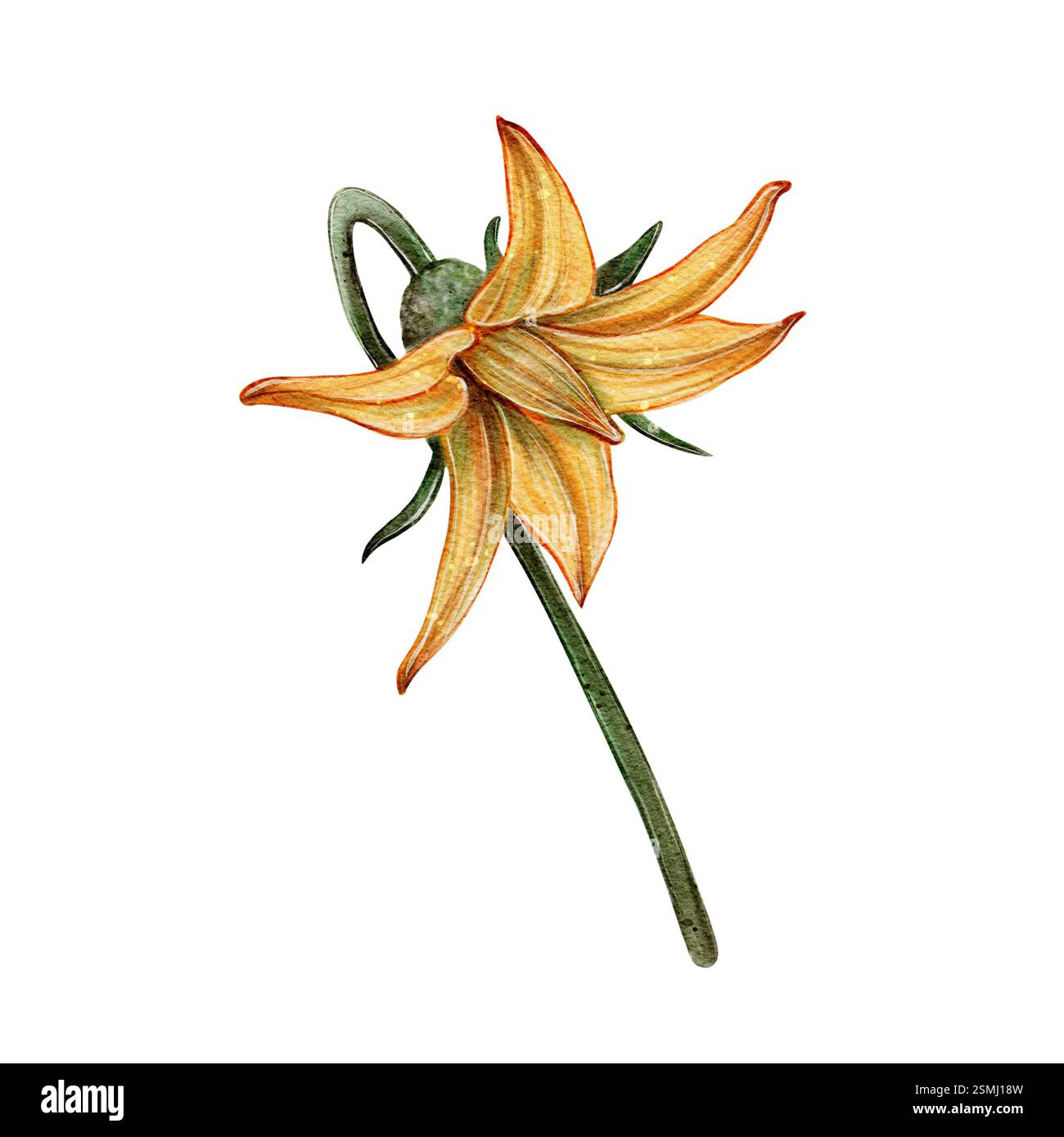 Watercolor illustration of a tomato flower with detailed petals and ...