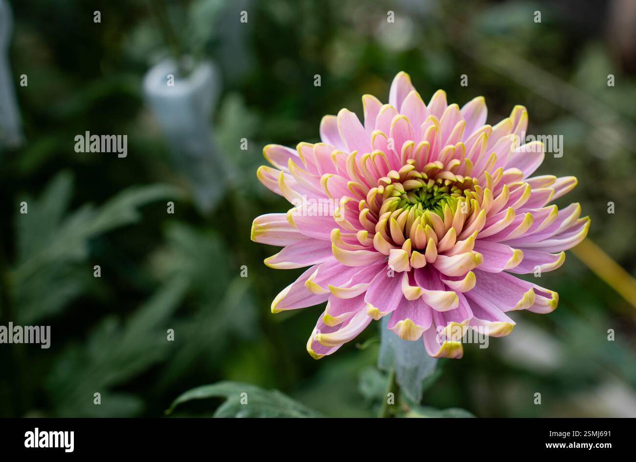 Antoiquia, Colombia. 12th Feb, 2025. Chrysanthemums for export at the ...