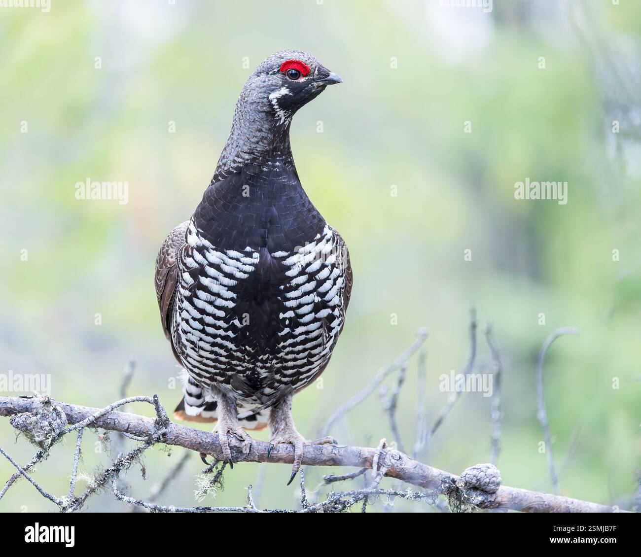 Saskatchewan bird watching hi-res stock photography and images - Alamy