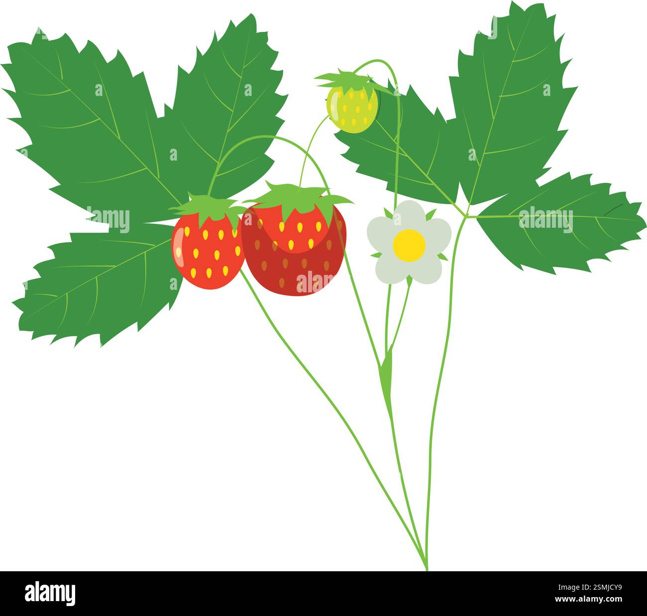 Bush of ripe red berries Stock Vector Images - Alamy
