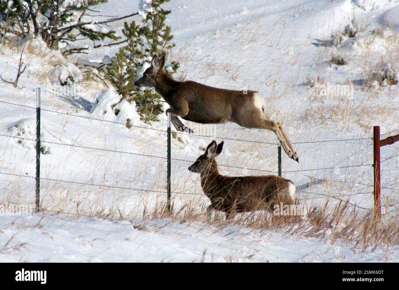 Two young deer jumping over fence Stock Photo - Alamy