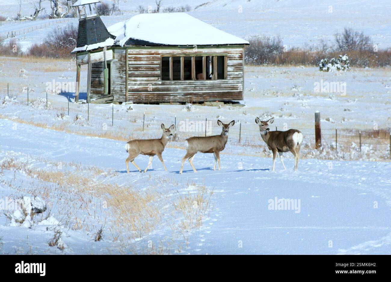 Three mule deer standing in the road with old school in the background ...