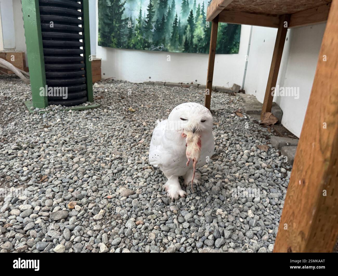 A snowy owl named Ghost eats a frozen rat at the Bird Treatment and ...