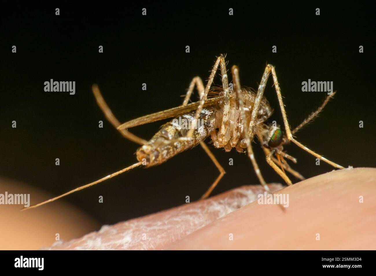 Macro of mosquito (Aedes aegypti) sucking blood close up on the human skin. Mosquito is carrier ...