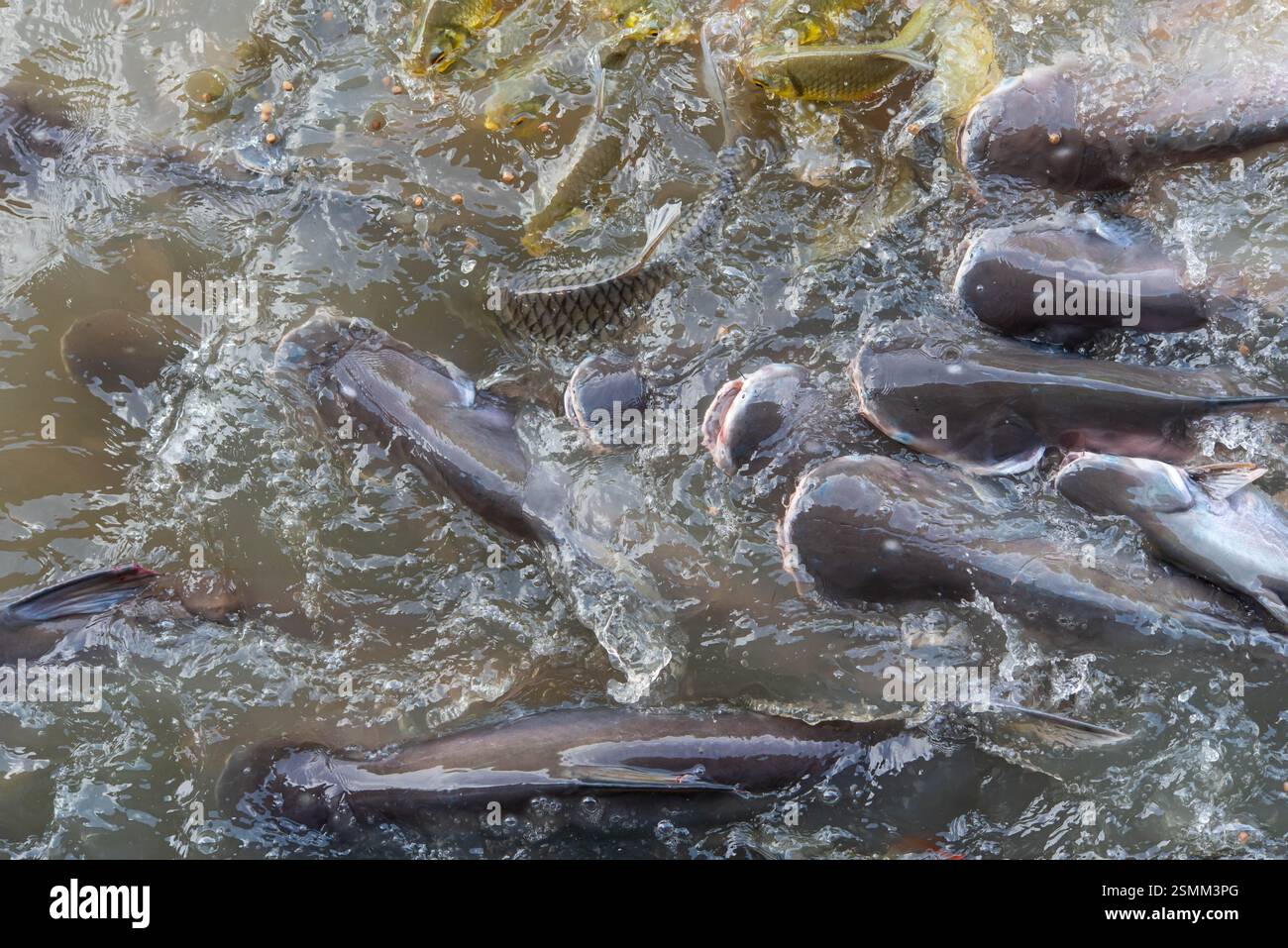 Crowd of many freshwater fish hungry such as catfish, snakehead fish ...