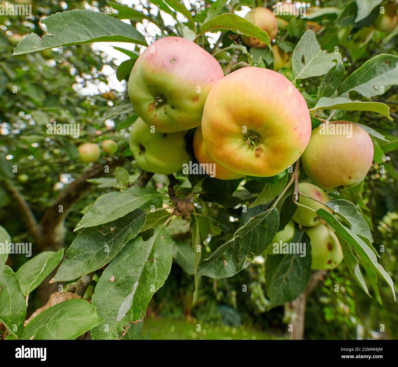 Low angle, agriculture and trees with apples in orchard for eco ...