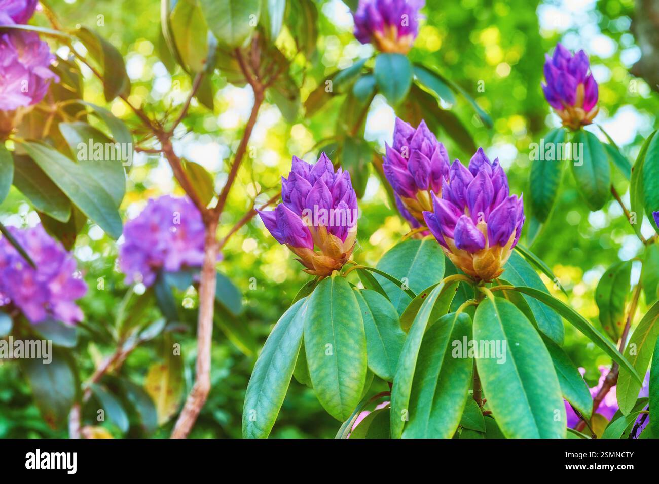 Plants, environment and flowers in backyard, nature and sustainability ...