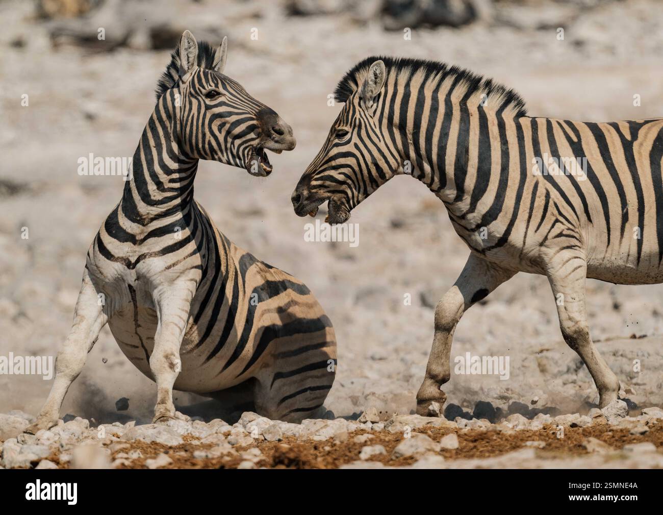 Steppenzebra (Equus quagga) im Etosha-Nationalpark, Namibia Stock Photo ...