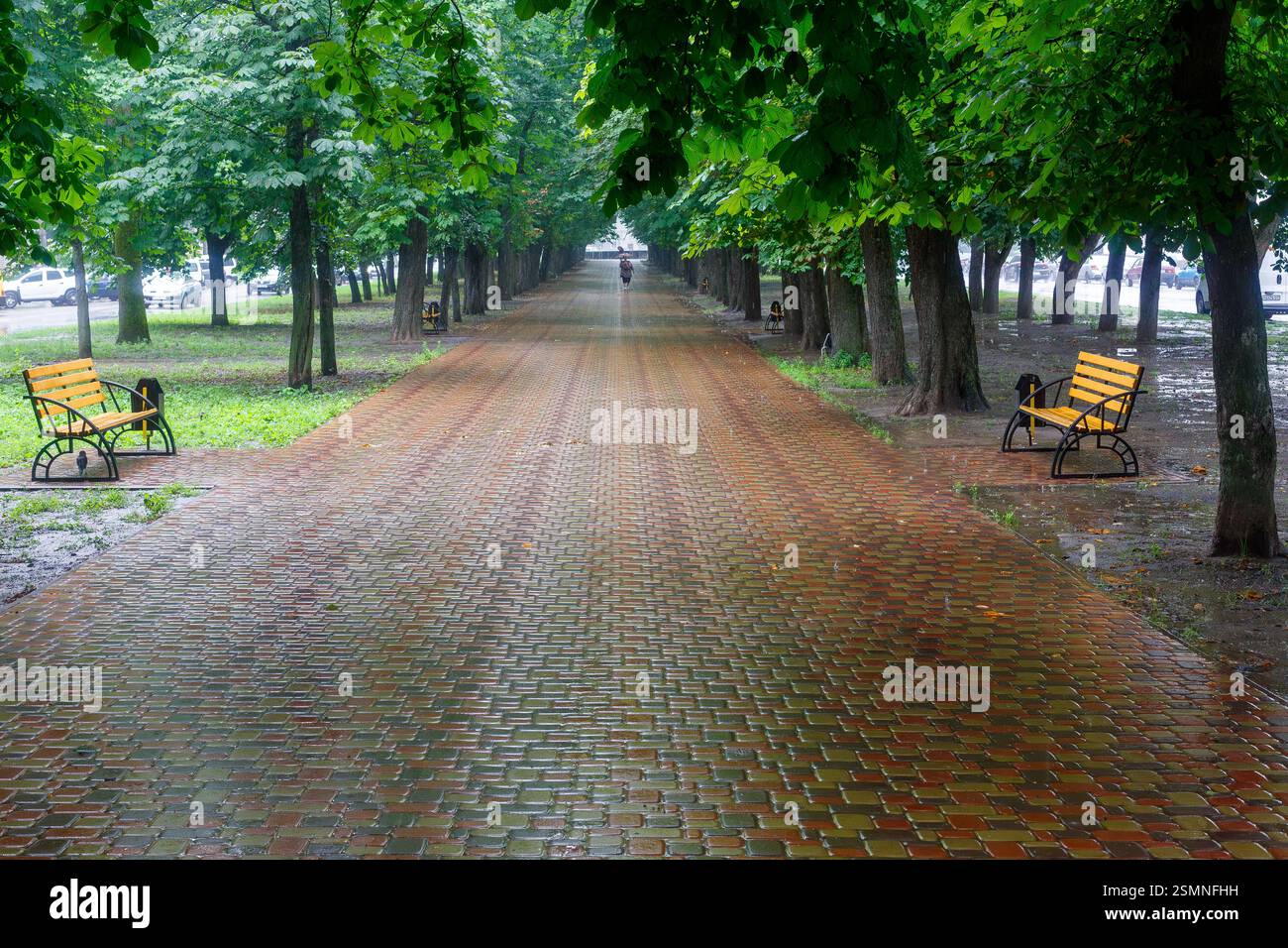 A wet, paved walkway in a tree-lined park after rain, with empty ...