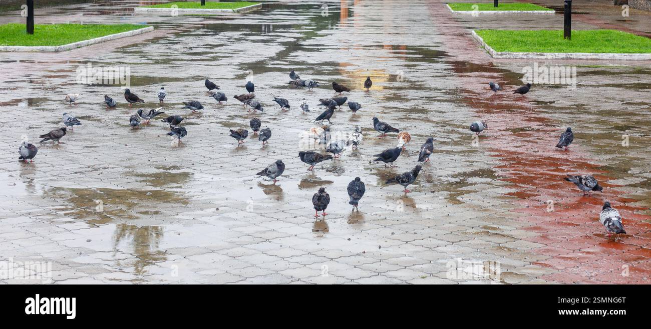 A group of pigeons gathers on a wet, reflective city square after ...