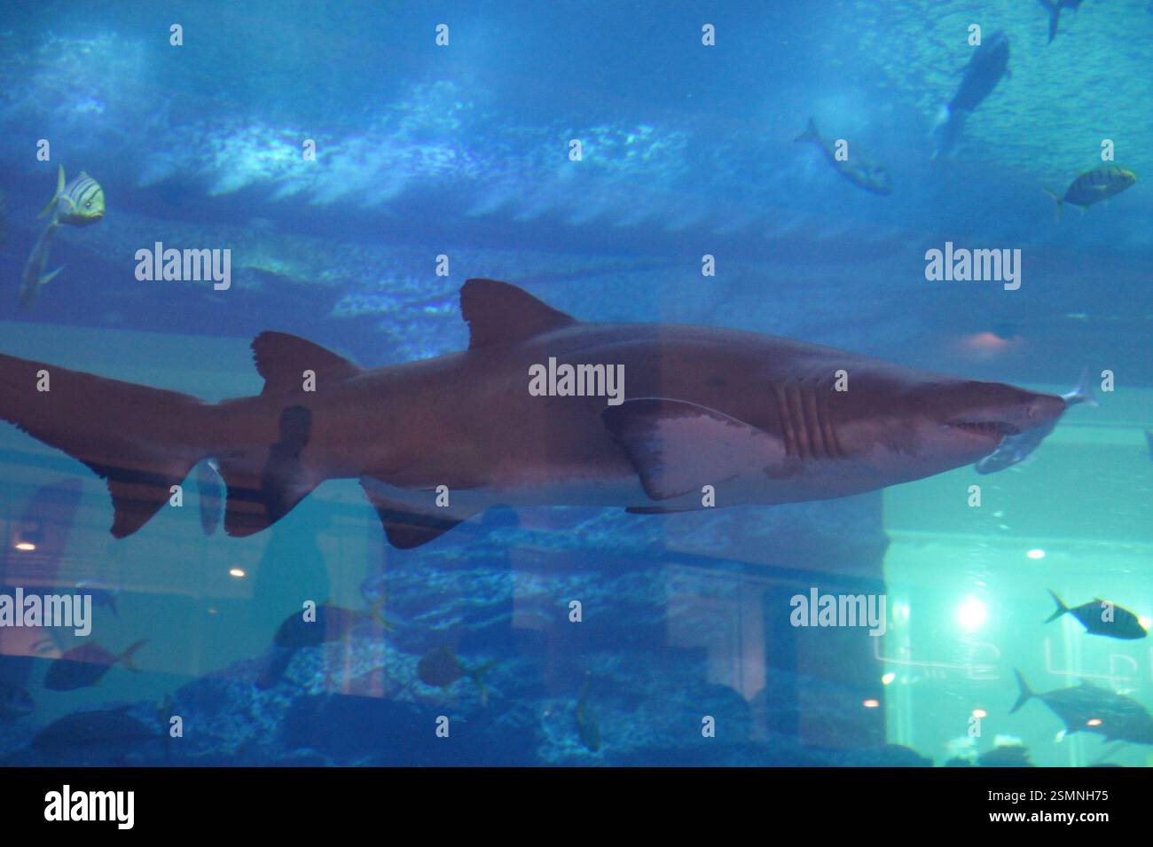 A sand tiger shark with bumpy skin and ridges on its head glides ...