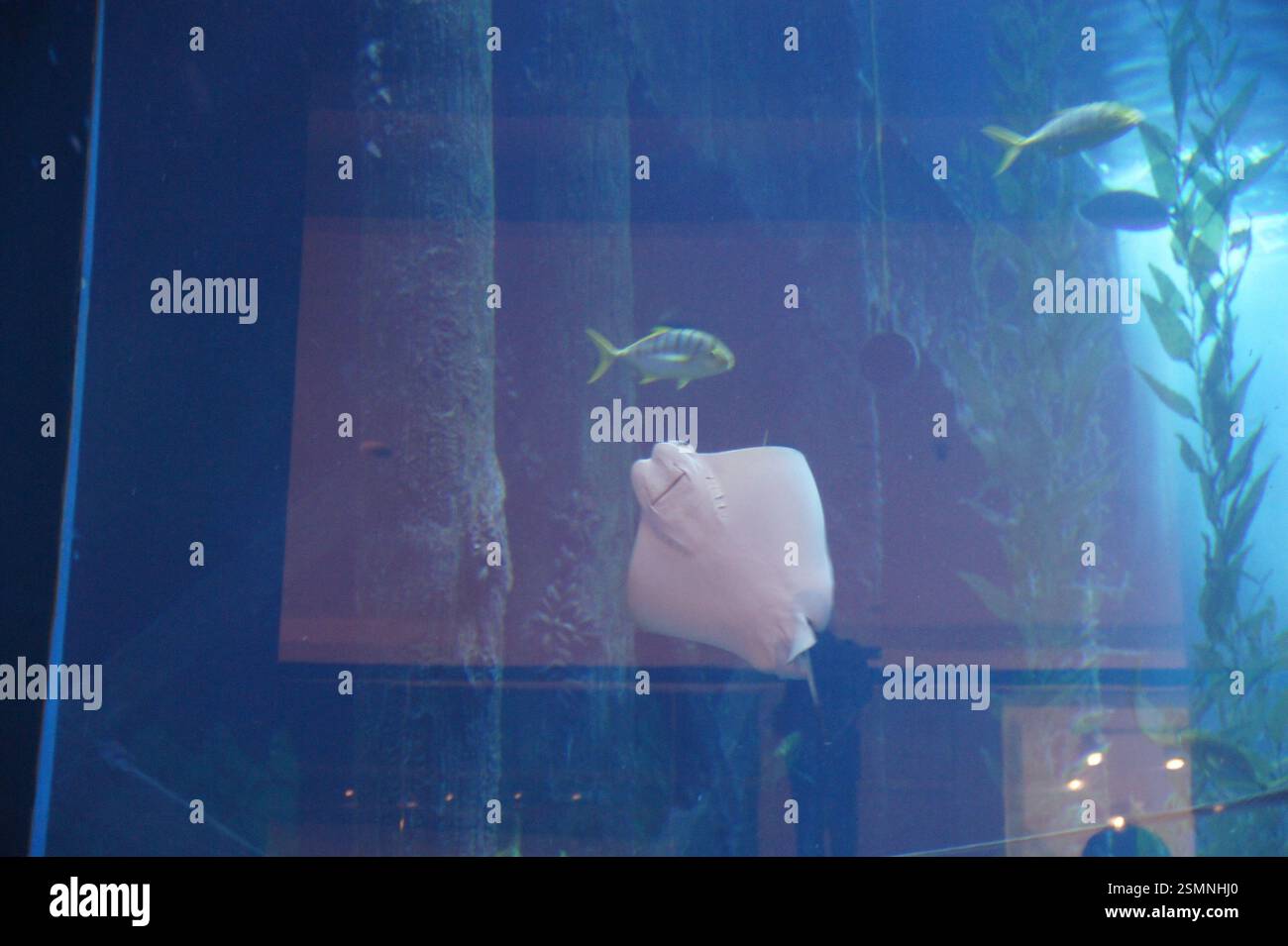 A flat, diamond-shaped stingray glides gracefully through a Dubai ...