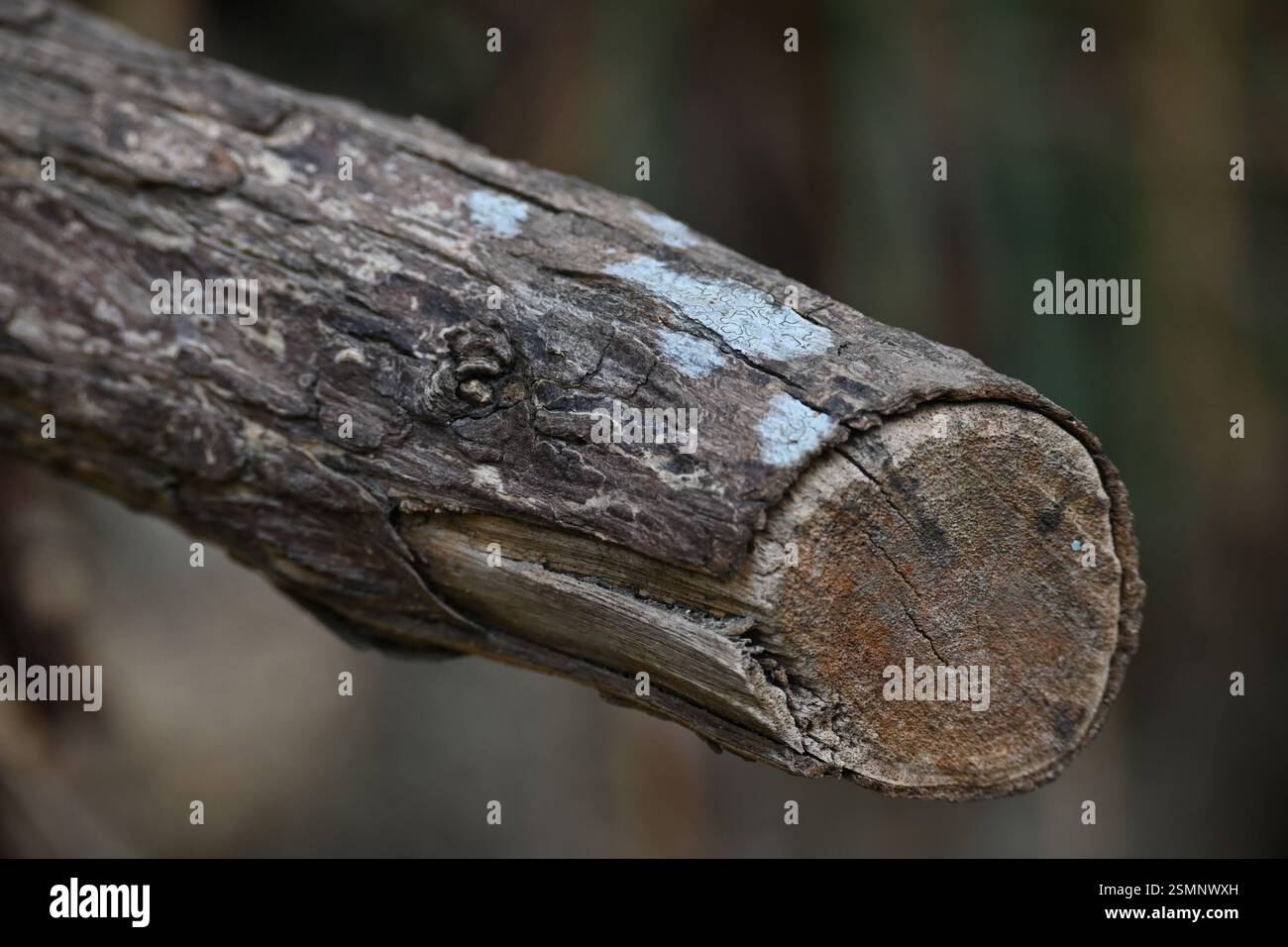 Cross-section of Dead wood Stock Photo - Alamy