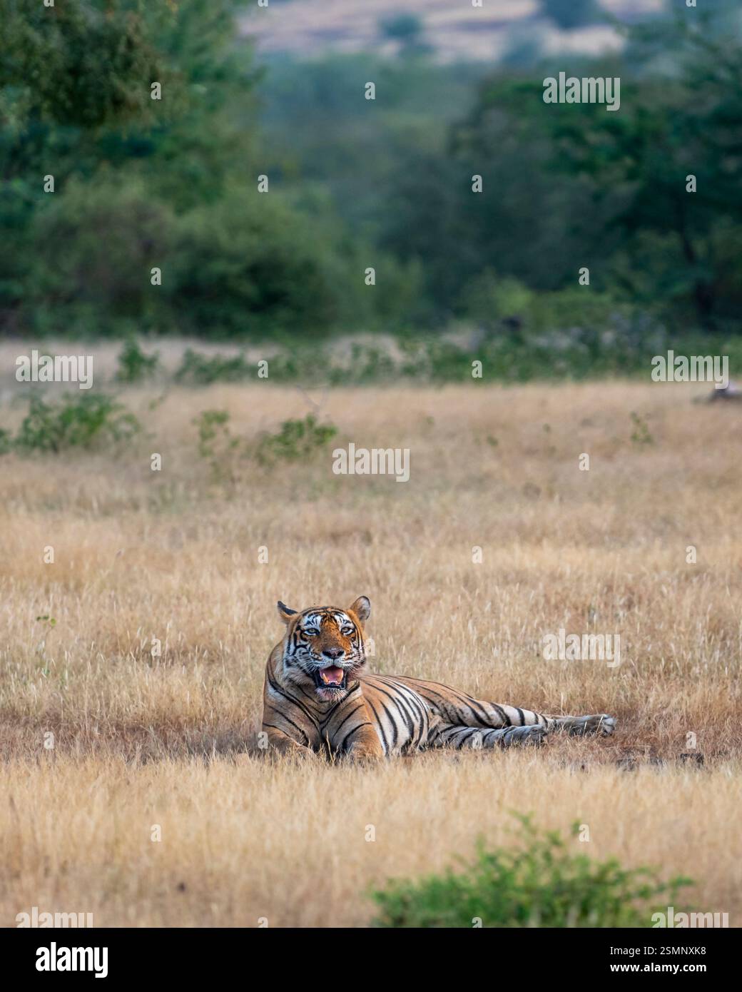 wild dominant male bengal tiger panthera tigris side profile closeup ...