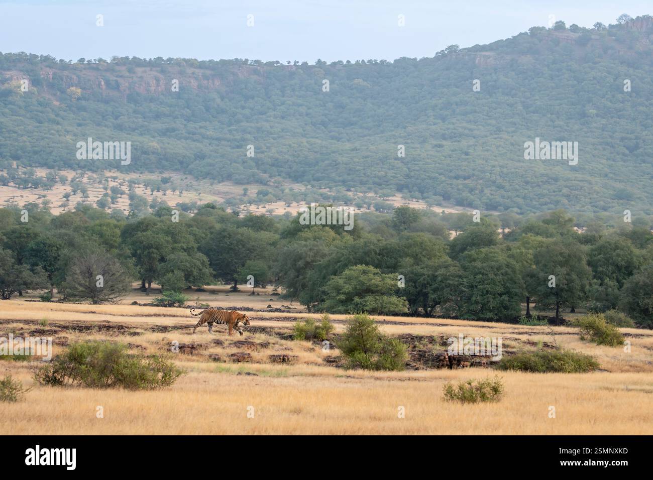 wild male bengal tiger panthera tigris walking territory stroll in open ...