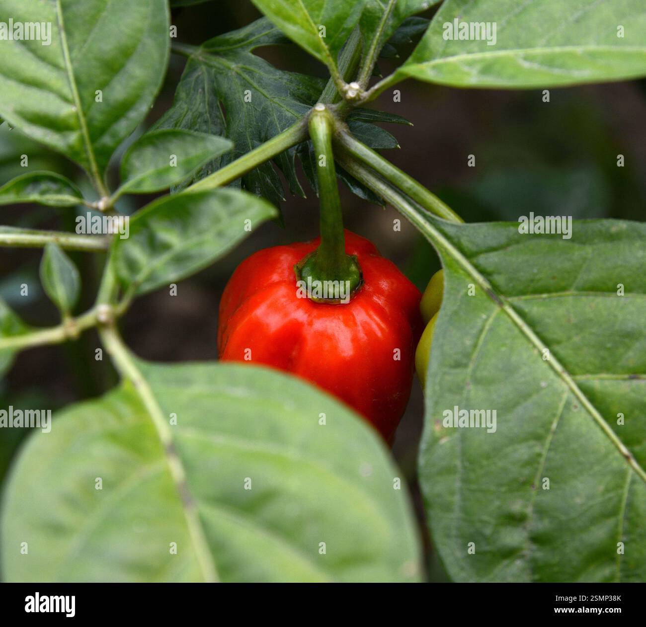 Fresh Habanero chilis with leaves . Fresh ripe Caribbean Red Habanero ...