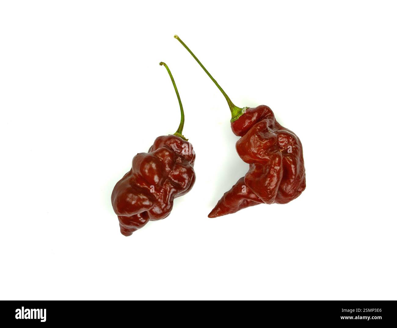 Carolina Reaper, the hottest chile pepper Capsicum chinense, whole ripe ...