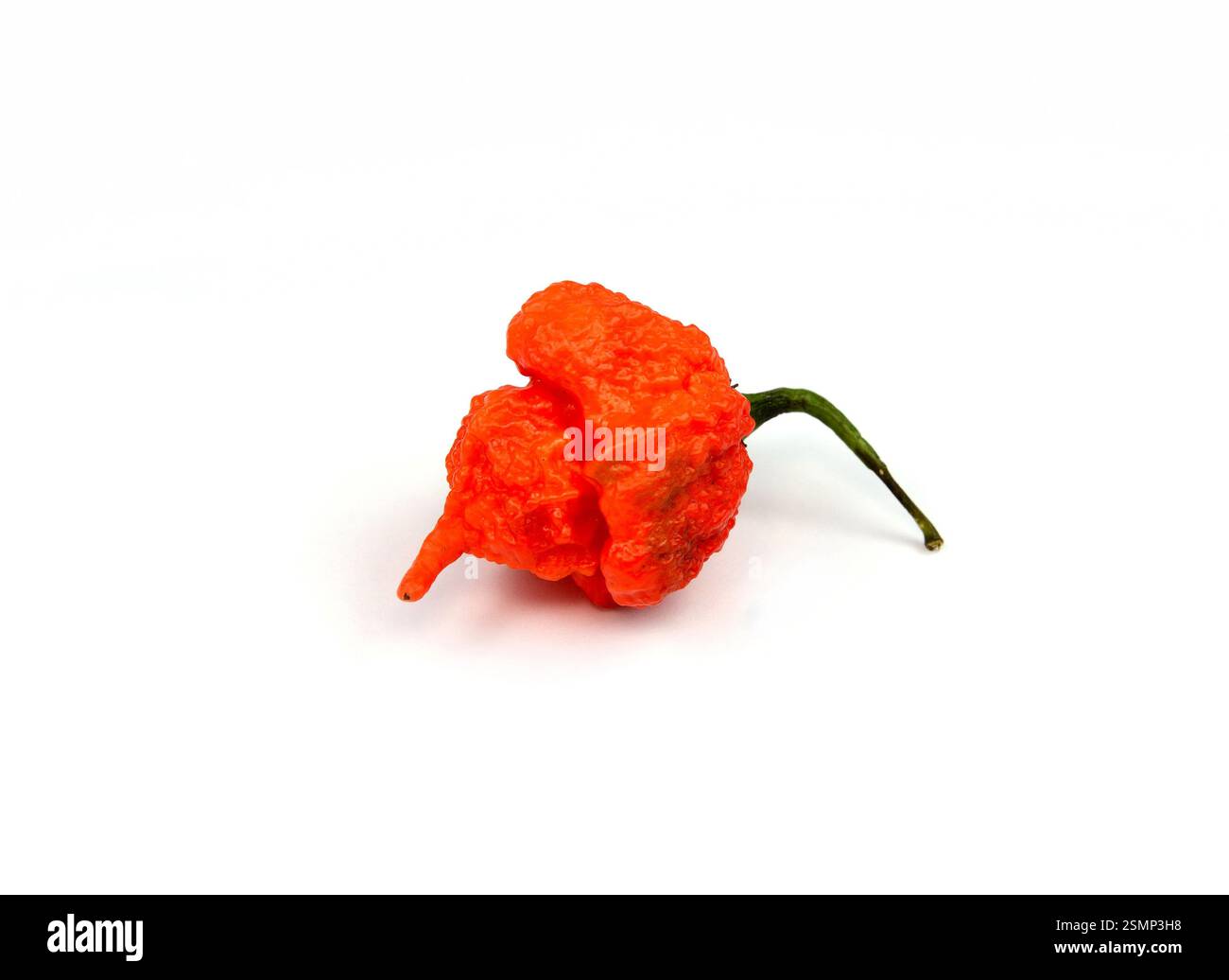 Carolina Reaper, the hottest chile pepper Capsicum chinense, whole ripe ...