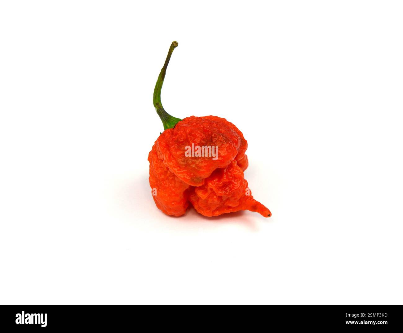 Carolina Reaper, the hottest chile pepper Capsicum chinense, whole ripe ...
