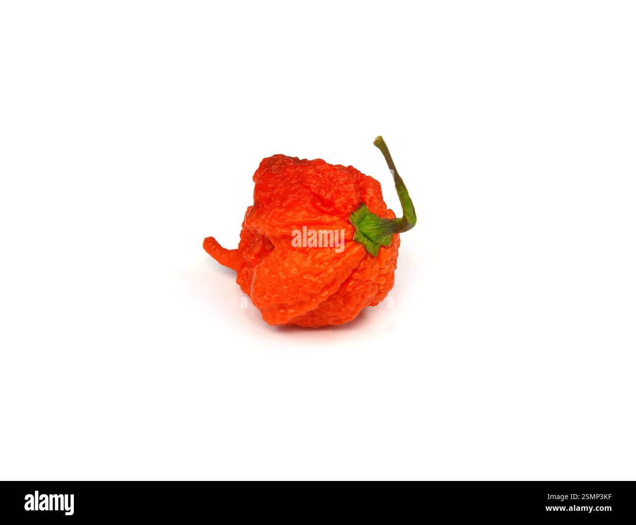 Carolina Reaper, the hottest chile pepper Capsicum chinense, whole ripe ...