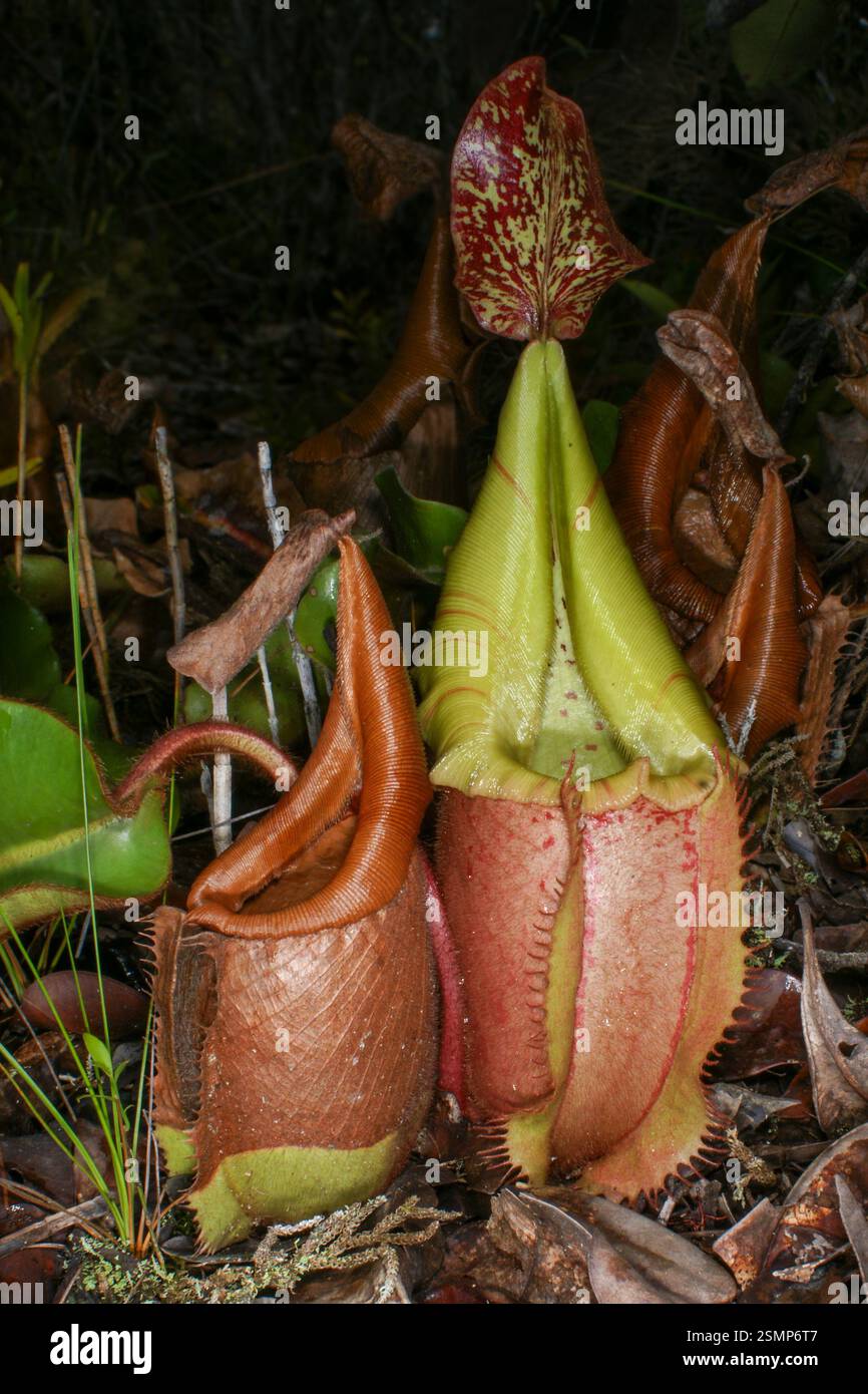 Two pitchers of Nepenthes veitchii, carnivorous pitcher plant, with ...