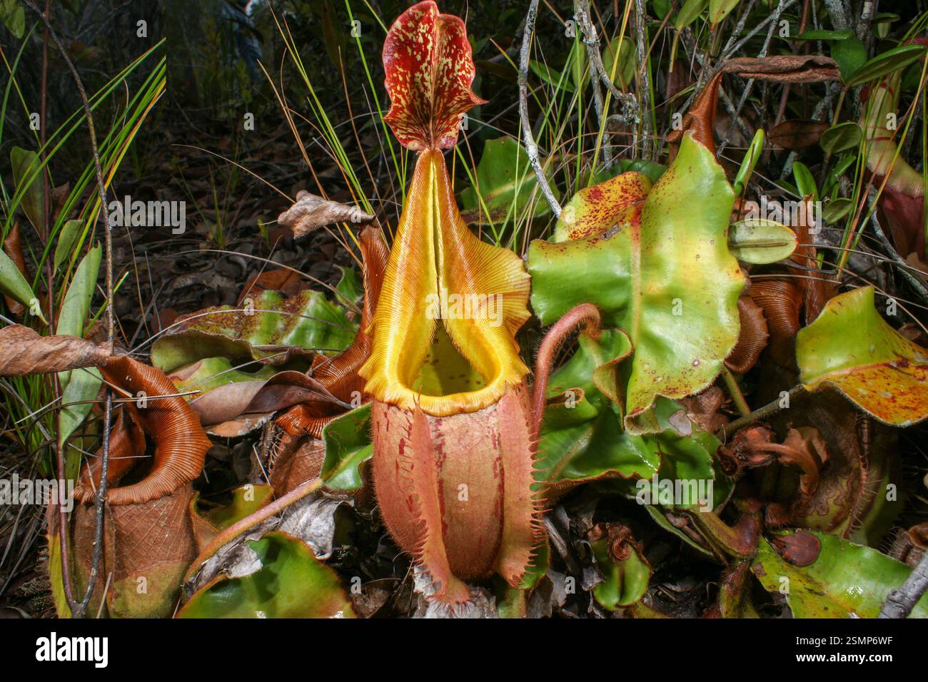 Carnivorous pitcher plant (Nepenthes veitchii), pitcher with broad yellow peristome, natural ...