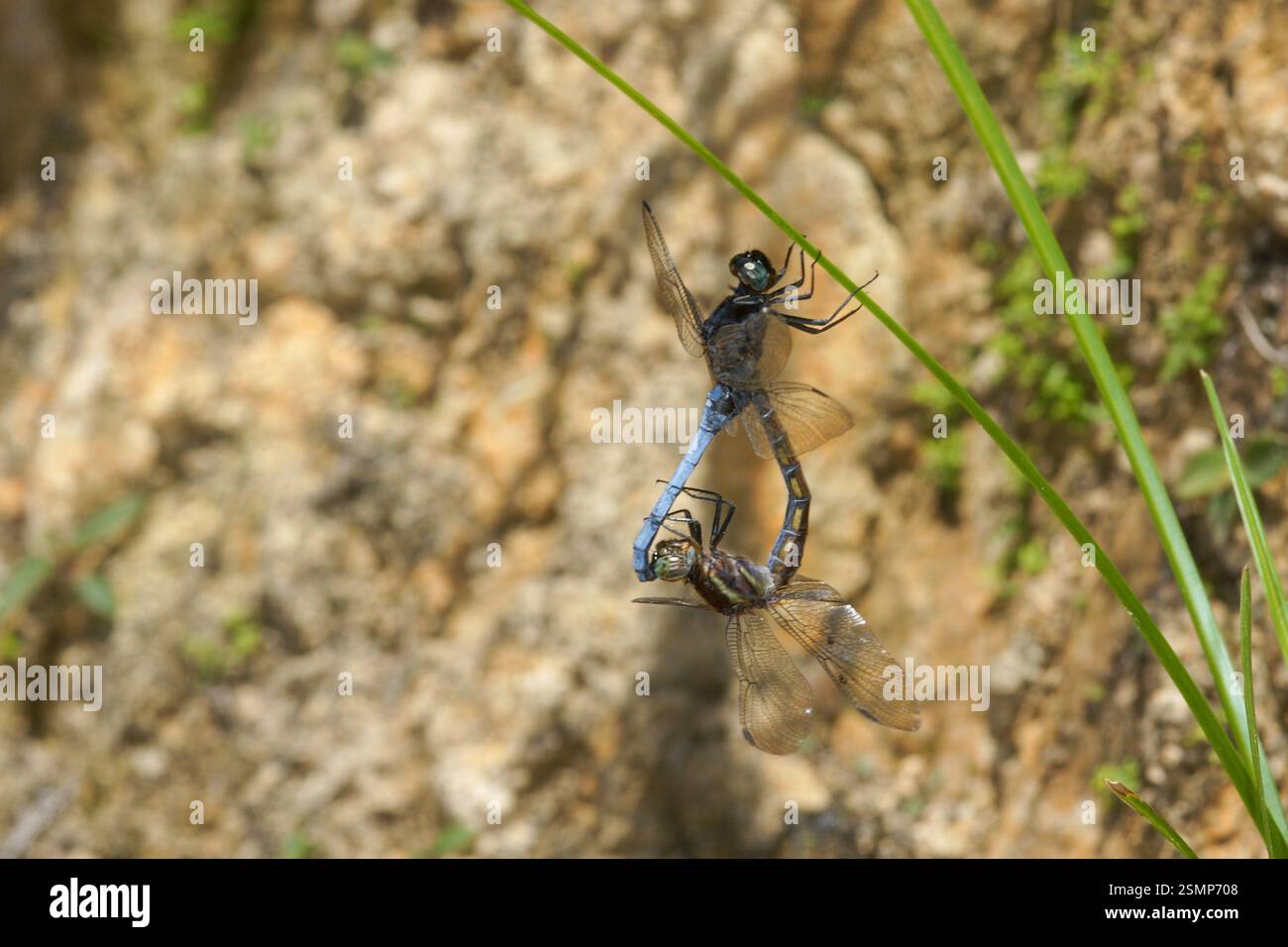 Tandem linkage of the Oriental Blue Dasher (Brachydiplax chalybea ...
