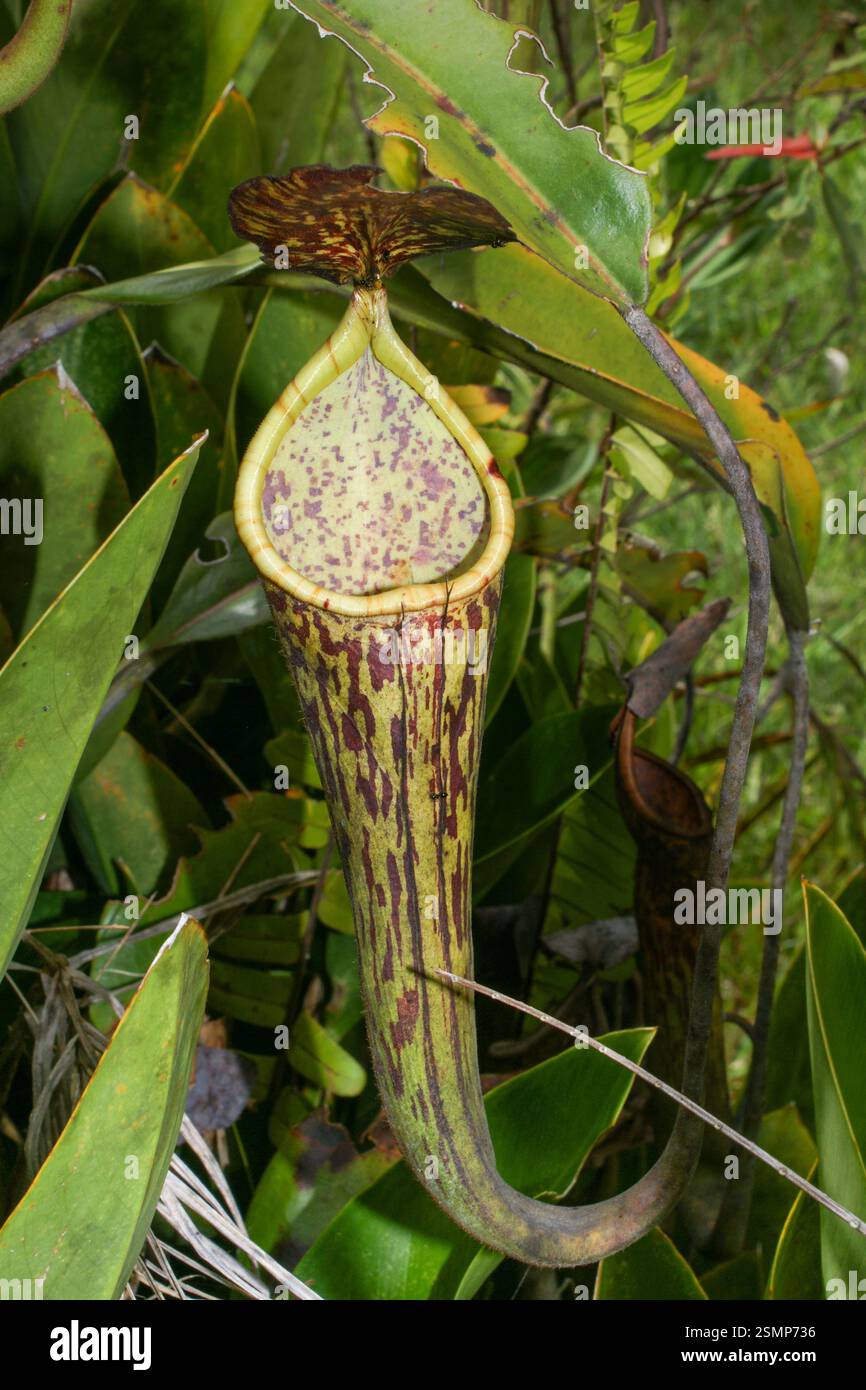 Upper pitcher of Nepenthes stenophylla, a carnivorous pitcher plant in ...