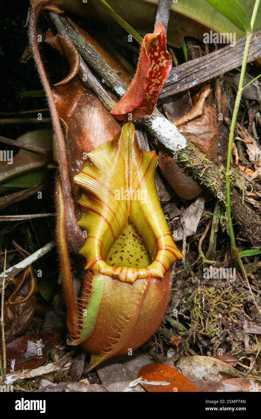 Carnivorous pitcher plant, Nepenthes veitchii, pitcher with broad ...