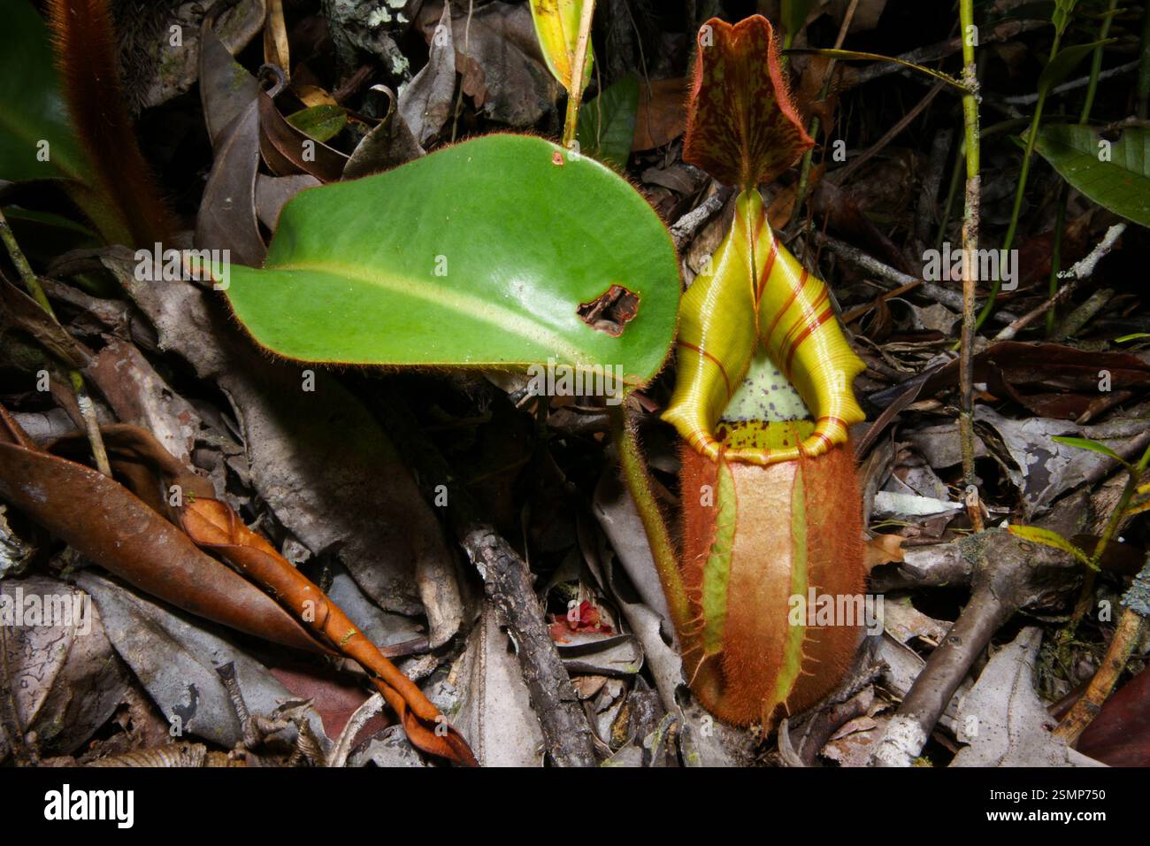Carnivorous pitcher plant, Nepenthes veitchii, red pitcher with broad ...