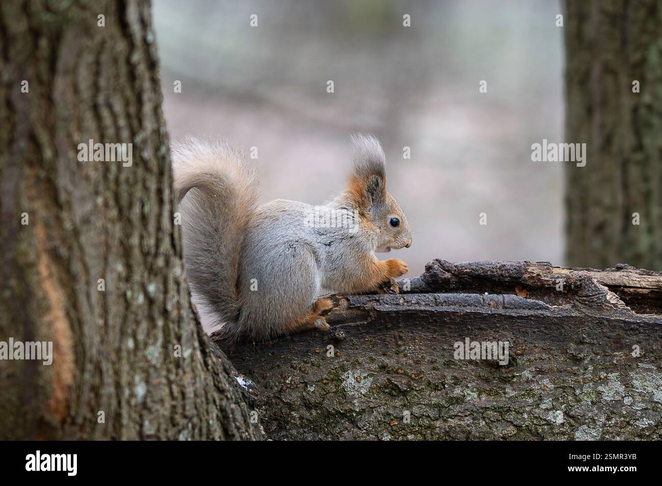 Red Squirrel (Sciurus vulgaris vulgaris) in winter coat. A closeup of a ...