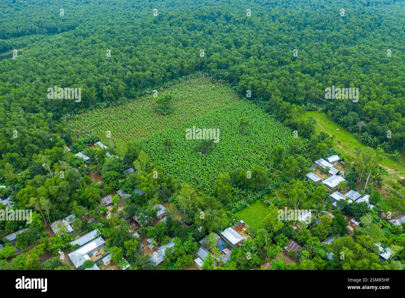 An aerial view of Madhupur Forest in Tangail, revealing houses built by ...