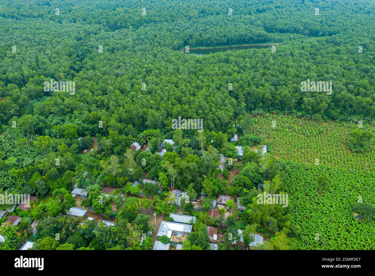 An aerial view of Madhupur Forest in Tangail, revealing houses built by ...