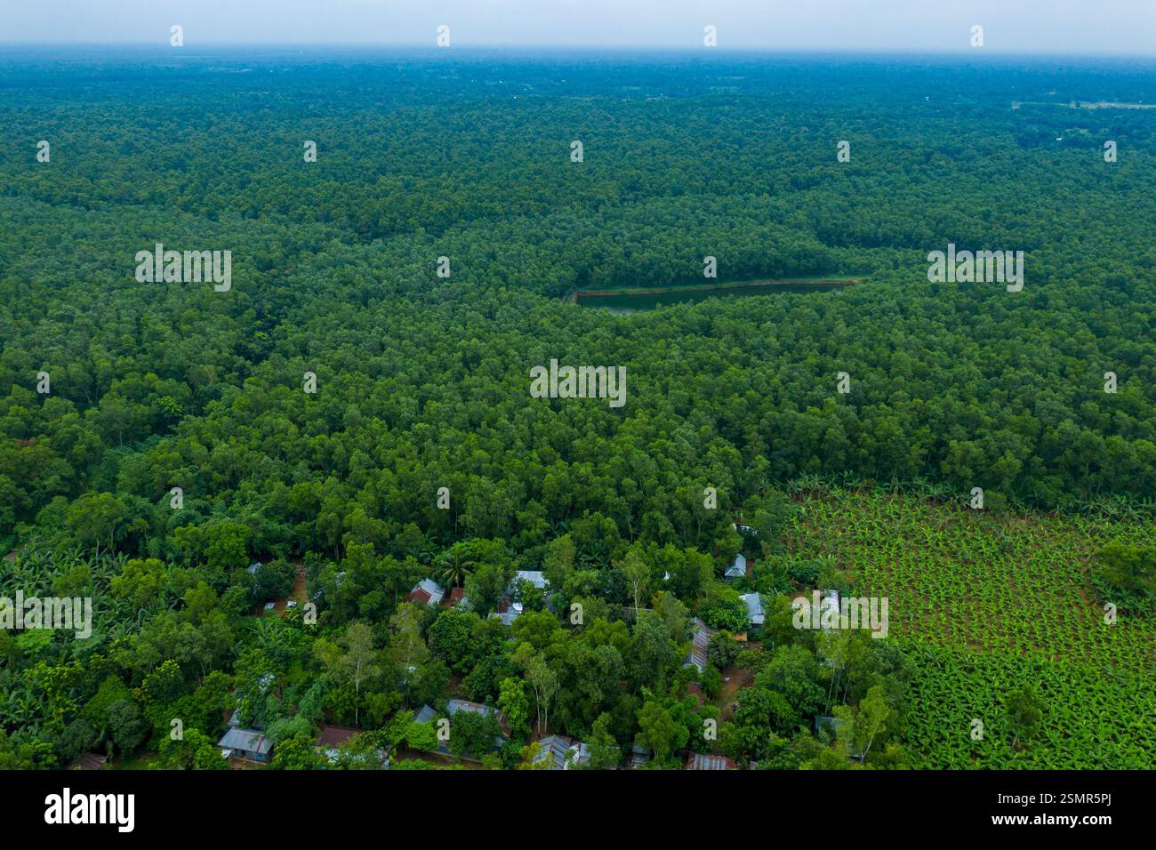An aerial view of Madhupur Forest in Tangail, revealing houses built by ...