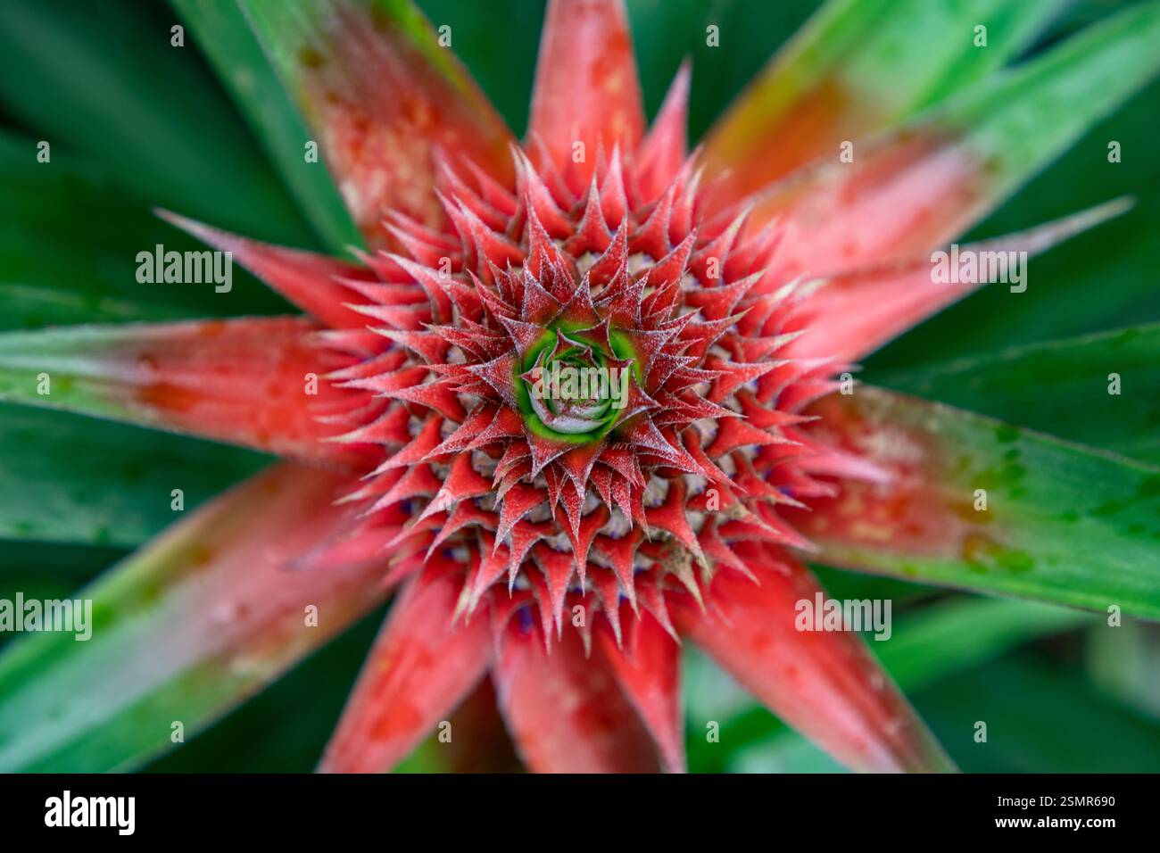 Detailed pineapple skin hi-res stock photography and images - Alamy