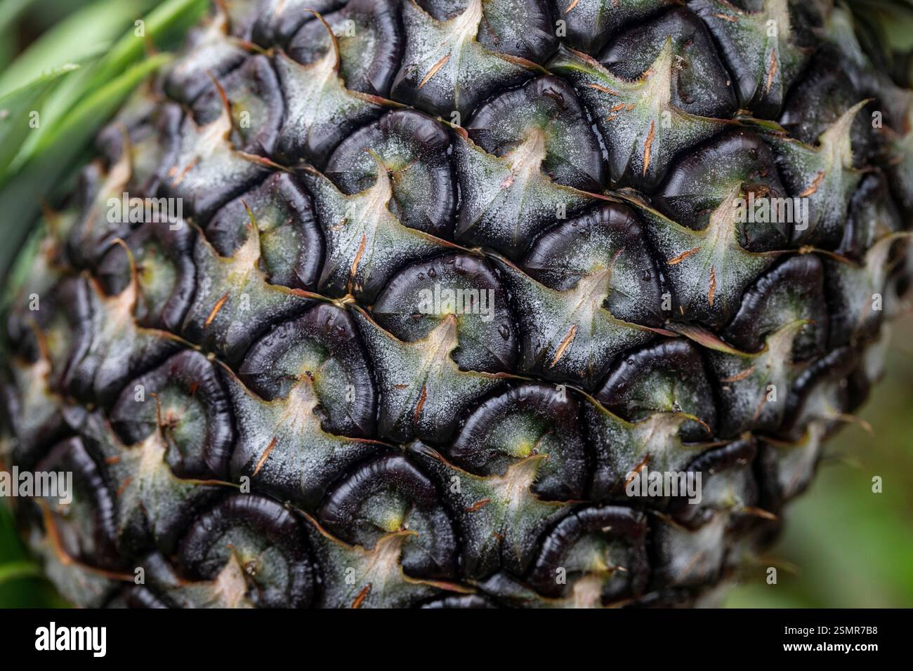 A detailed close-up showcasing the intricate texture of an unripe pineapple, highlighting its ...