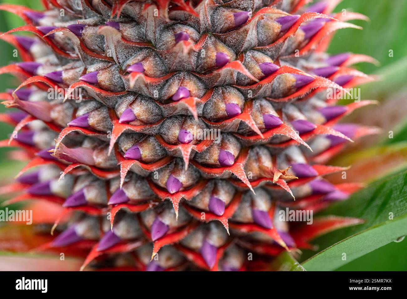 A detailed close-up showcasing the intricate texture of an unripe ...