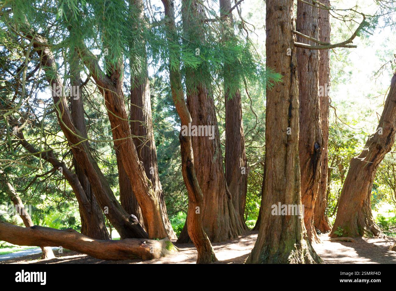 Commonly known as the Giant Redwood the Sequoia Dendron giganteum can ...