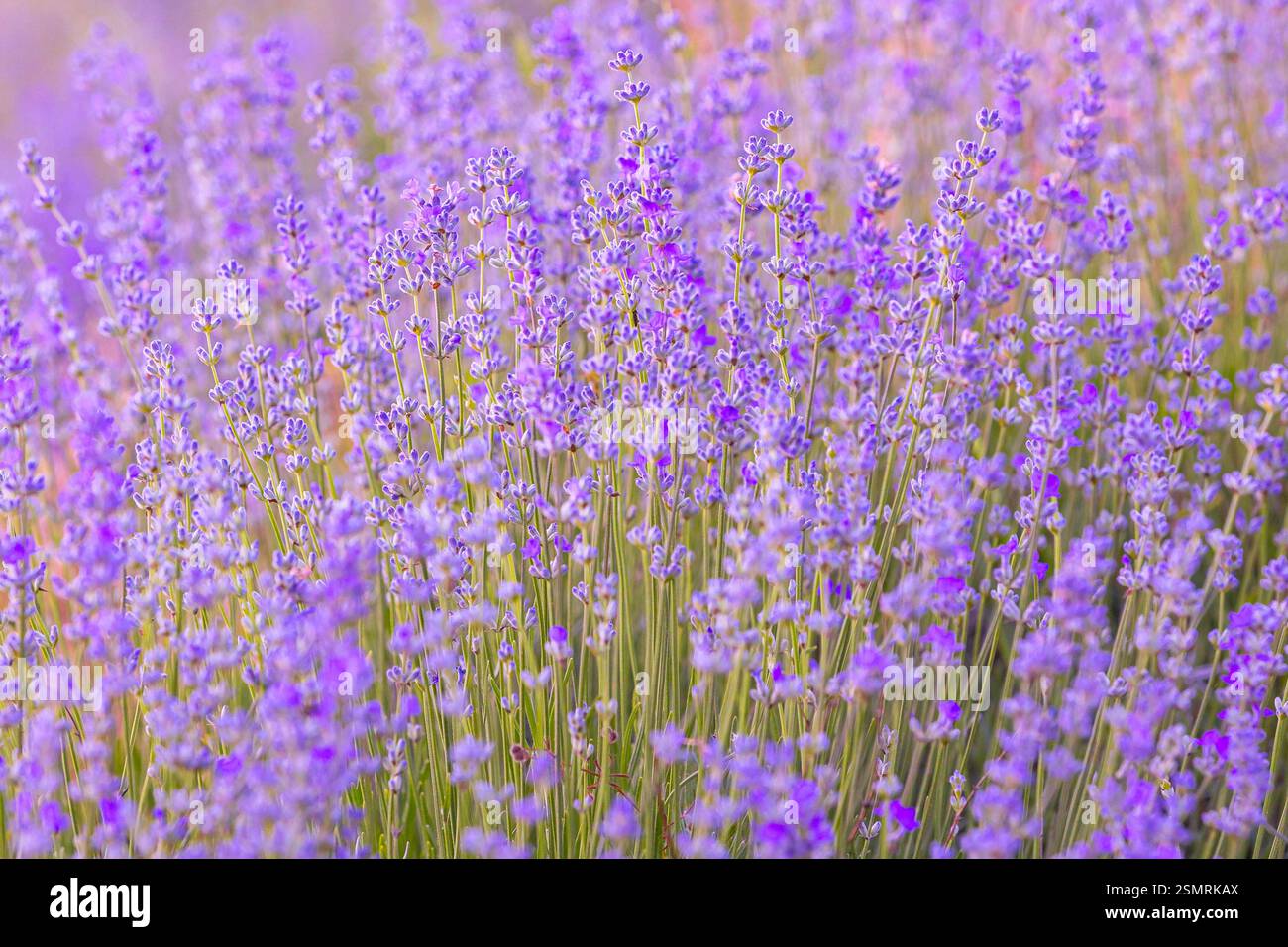 Violet purple lavender field close-up. Flowers in pastel colors at blur ...
