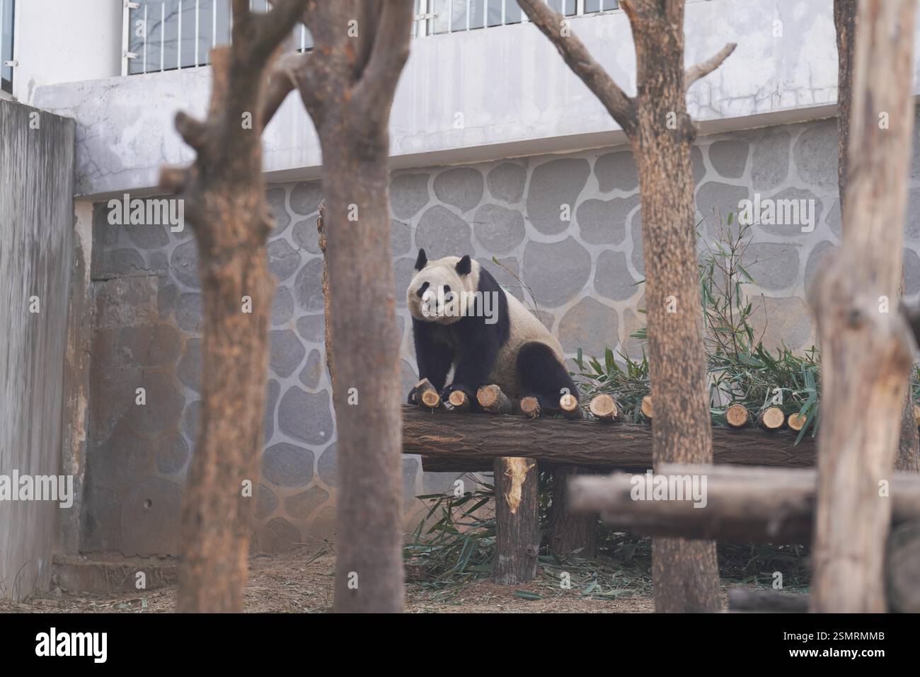 Giant pandas in Xi'an City, northwest China's Shaanxi Province, 9 ...