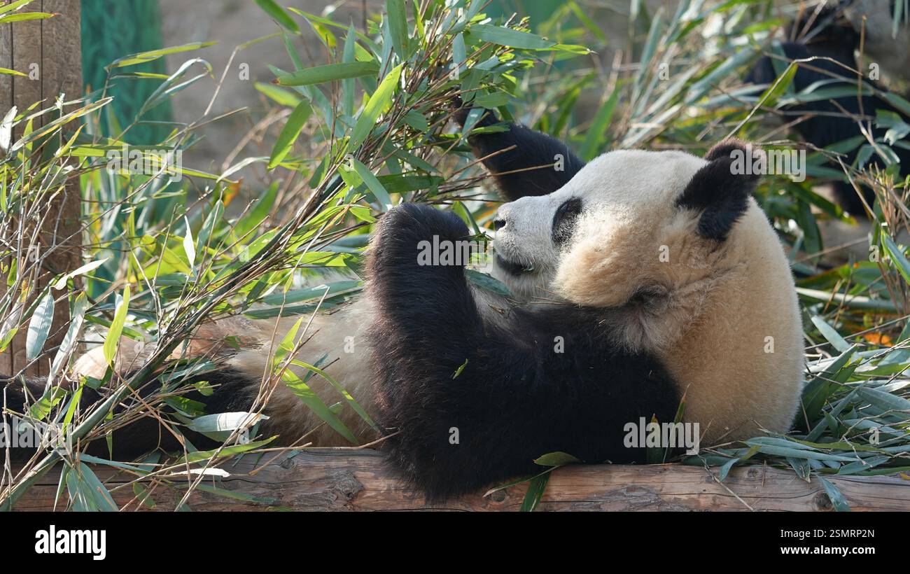 Giant pandas in Xi'an City, northwest China's Shaanxi Province, 9 ...