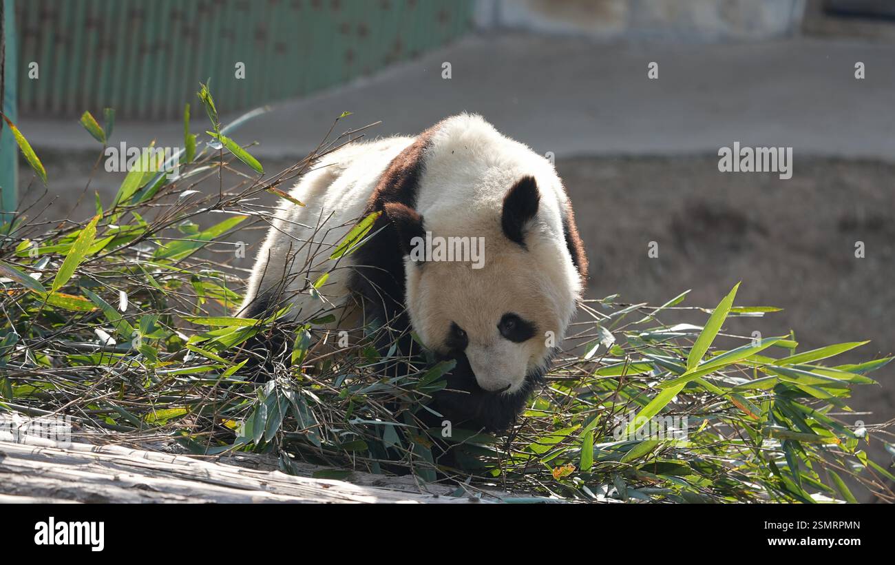 Giant pandas in Xi'an City, northwest China's Shaanxi Province, 9 ...