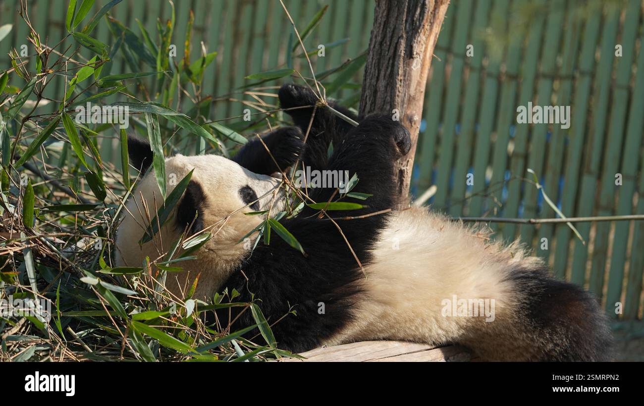 Giant pandas in Xi'an City, northwest China's Shaanxi Province, 9 ...